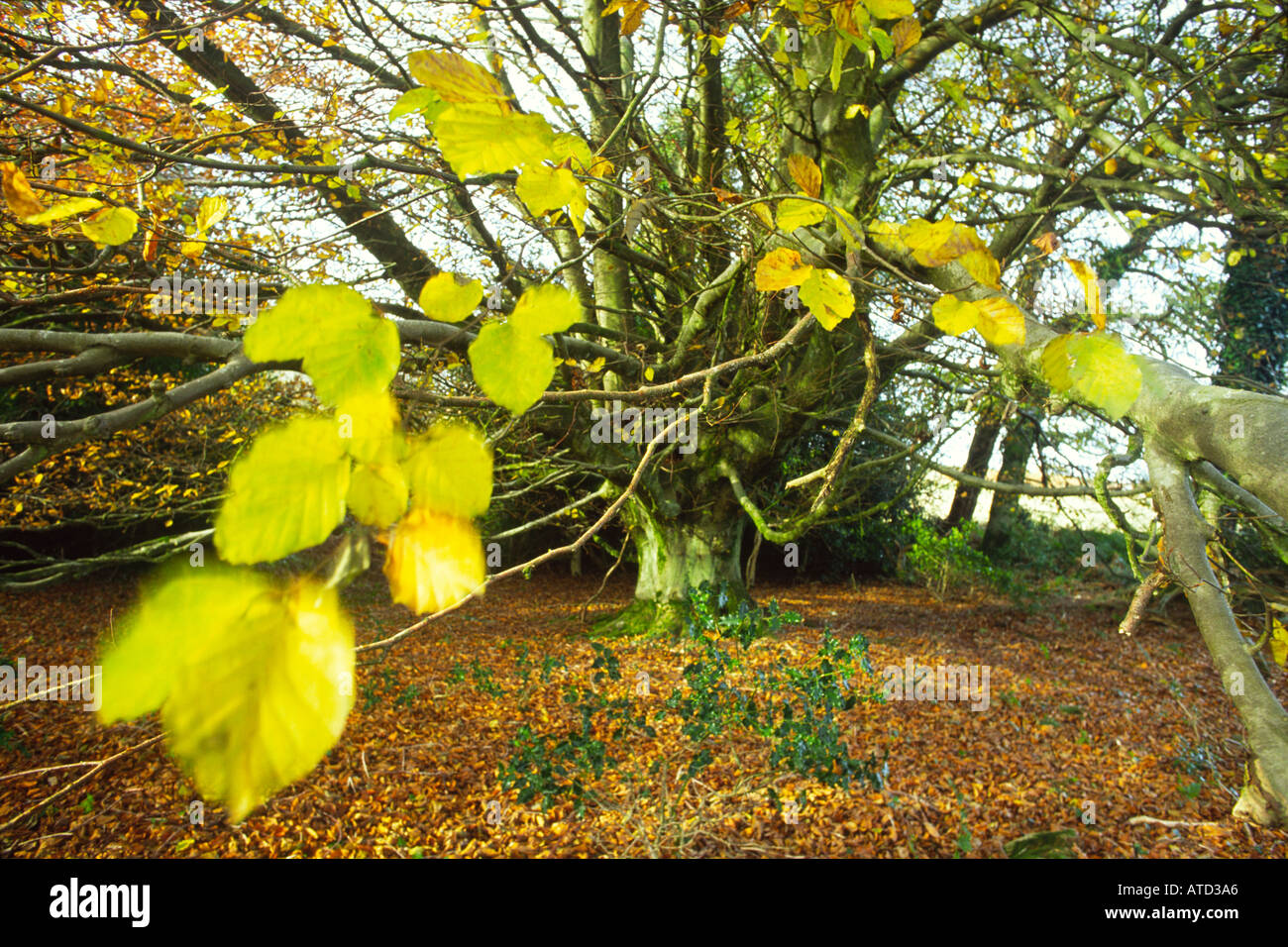 Fall beech change changing colour hi-res stock photography and images ...