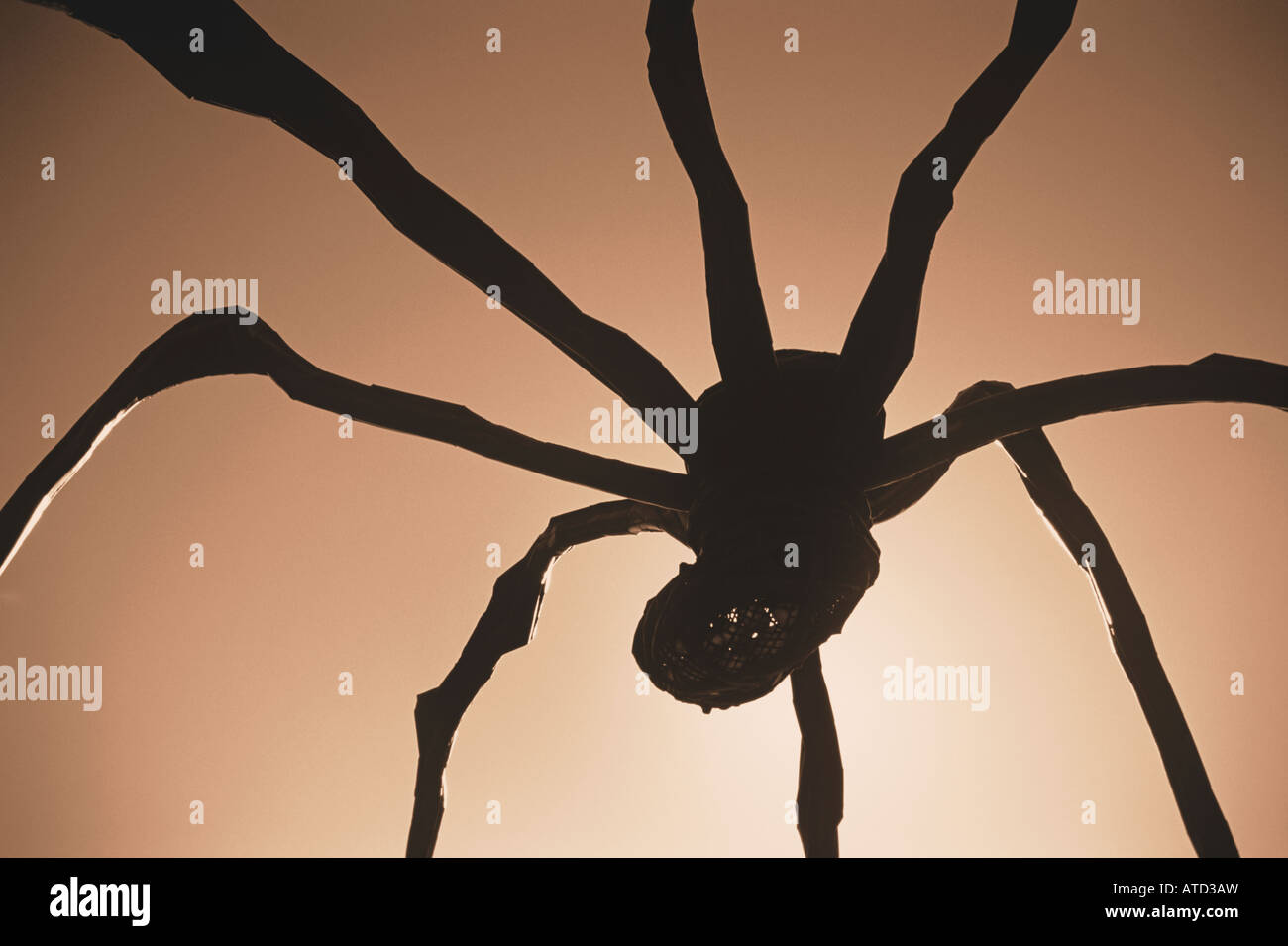 Spider morphology hi-res stock photography and images - Alamy