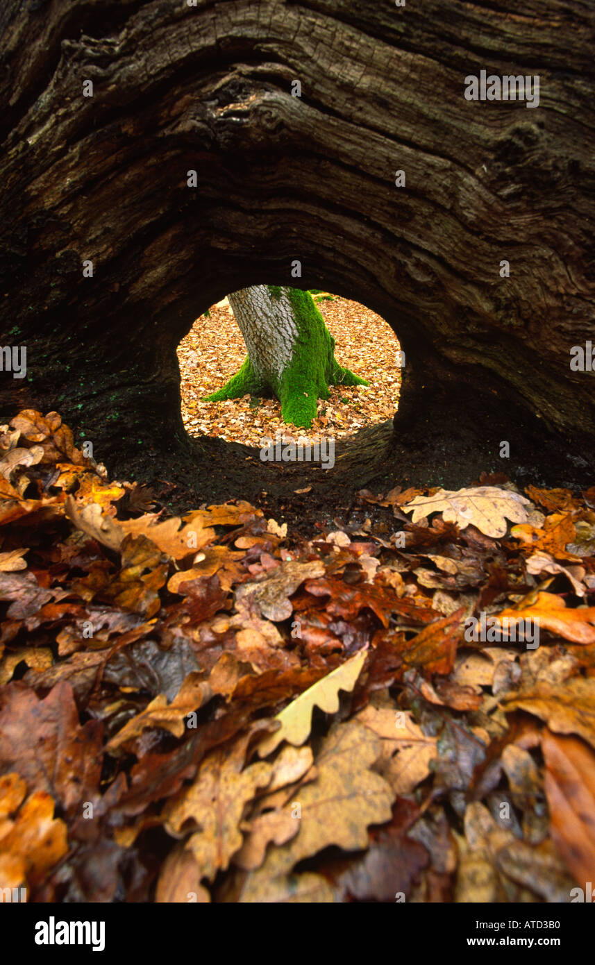 Framed by tree hi-res stock photography and images - Alamy