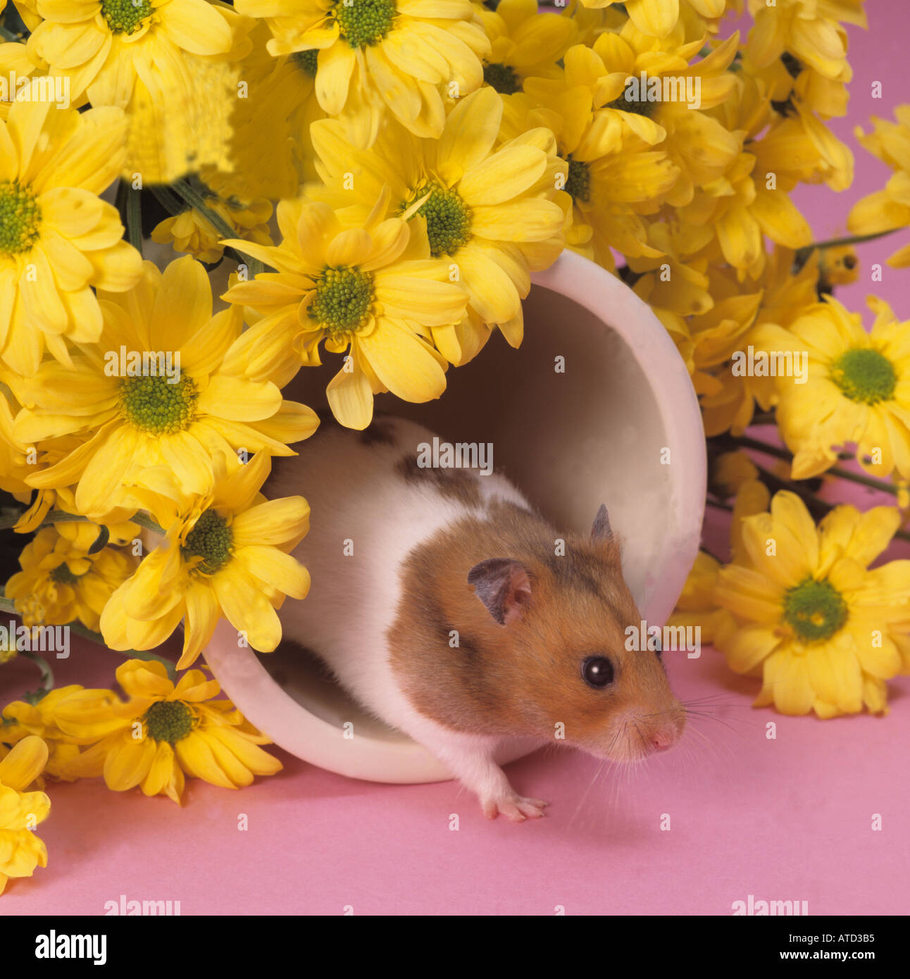 Hamster flowers hi-res stock photography and images - Alamy