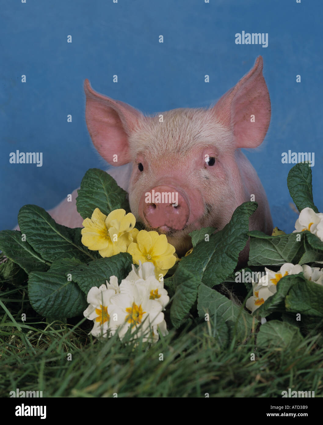 Piggy in flowers hi-res stock photography and images - Alamy