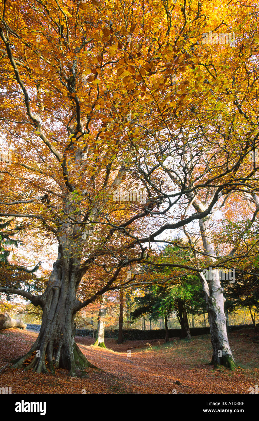 Tall overhanging tree hi-res stock photography and images - Alamy