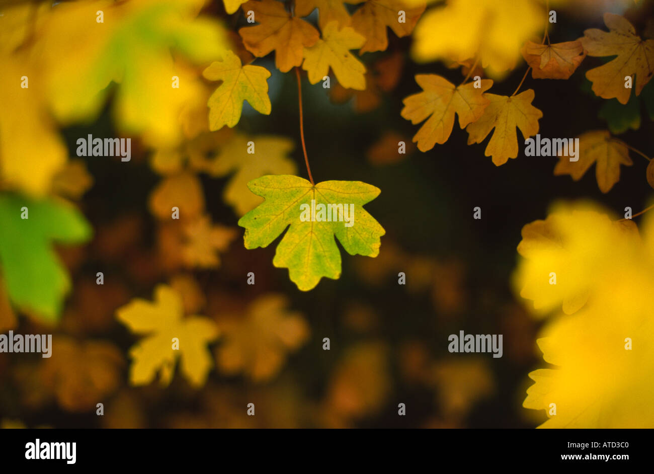 Acer campestre hedge autumn hi-res stock photography and images - Alamy