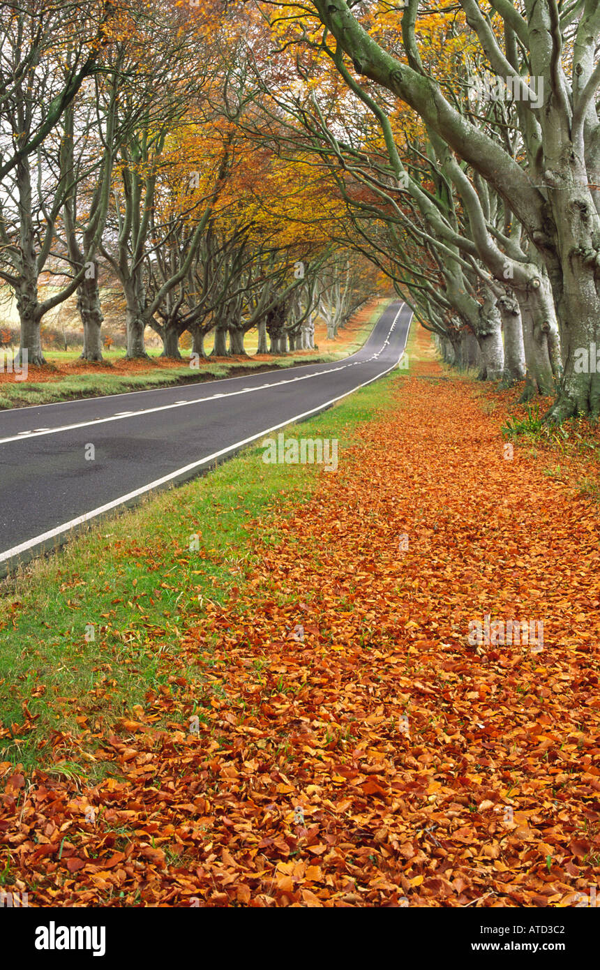 Beech trees avenue in Dorset county England UK Stock Photo - Alamy