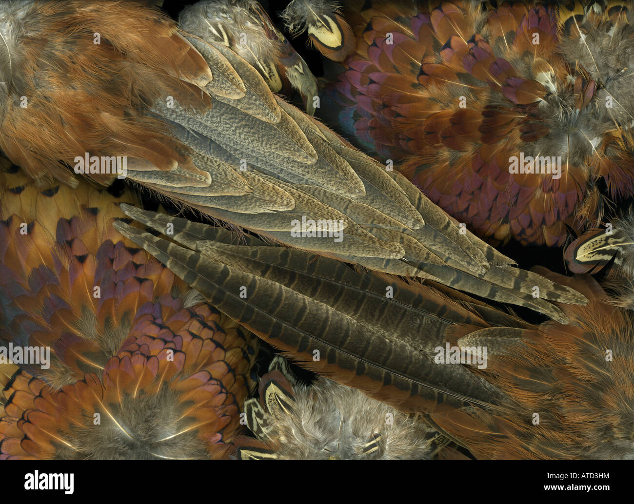 Pheasant feathers pattern hi-res stock photography and images - Alamy
