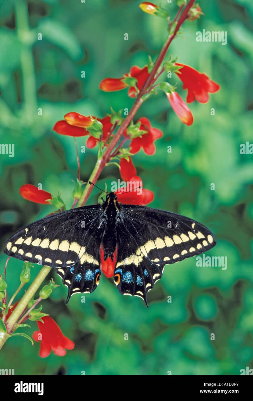 Indra swallowtail butterfly papilio indra hi-res stock photography and ...