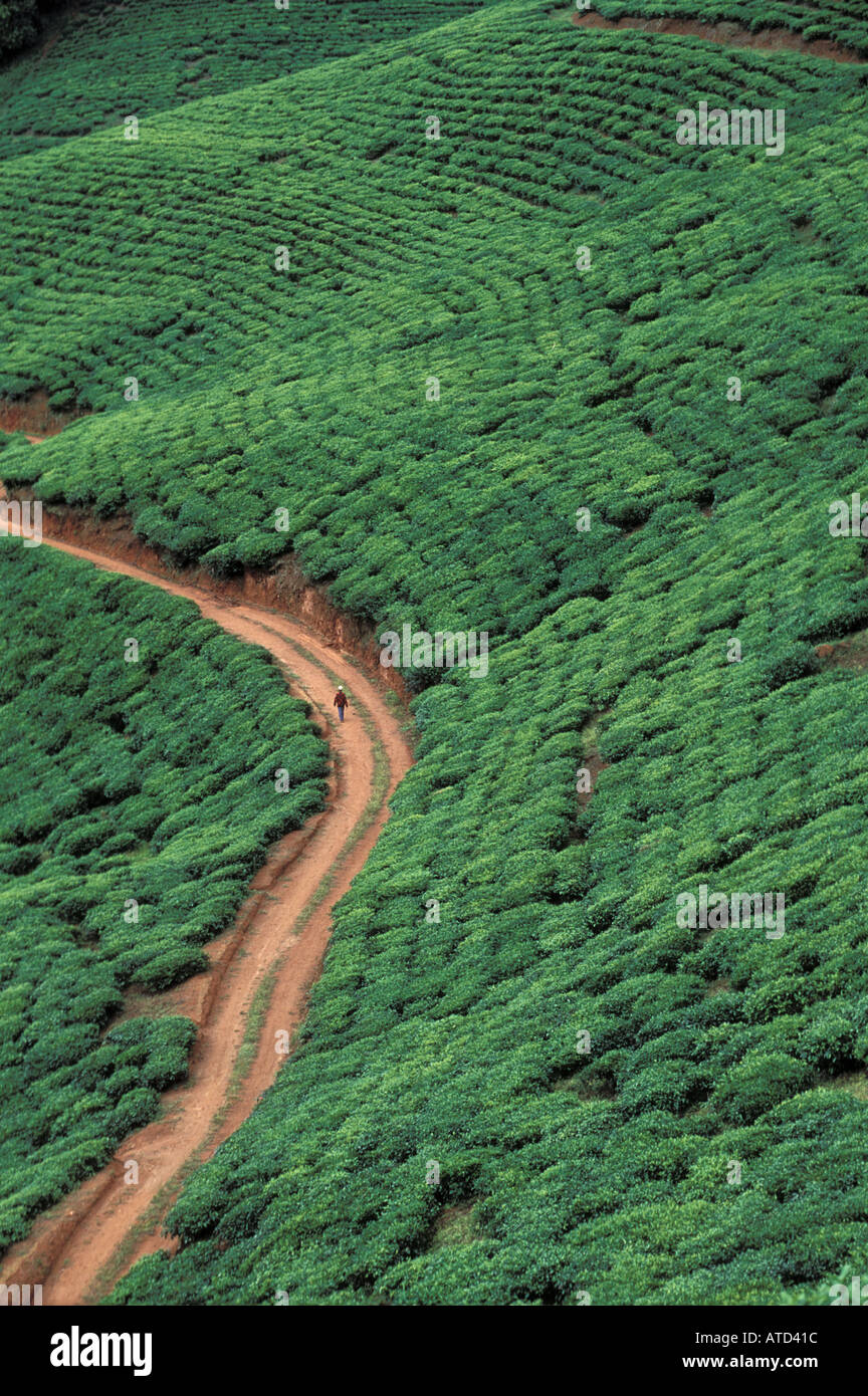 Tanzania tea plantation hi-res stock photography and images - Alamy