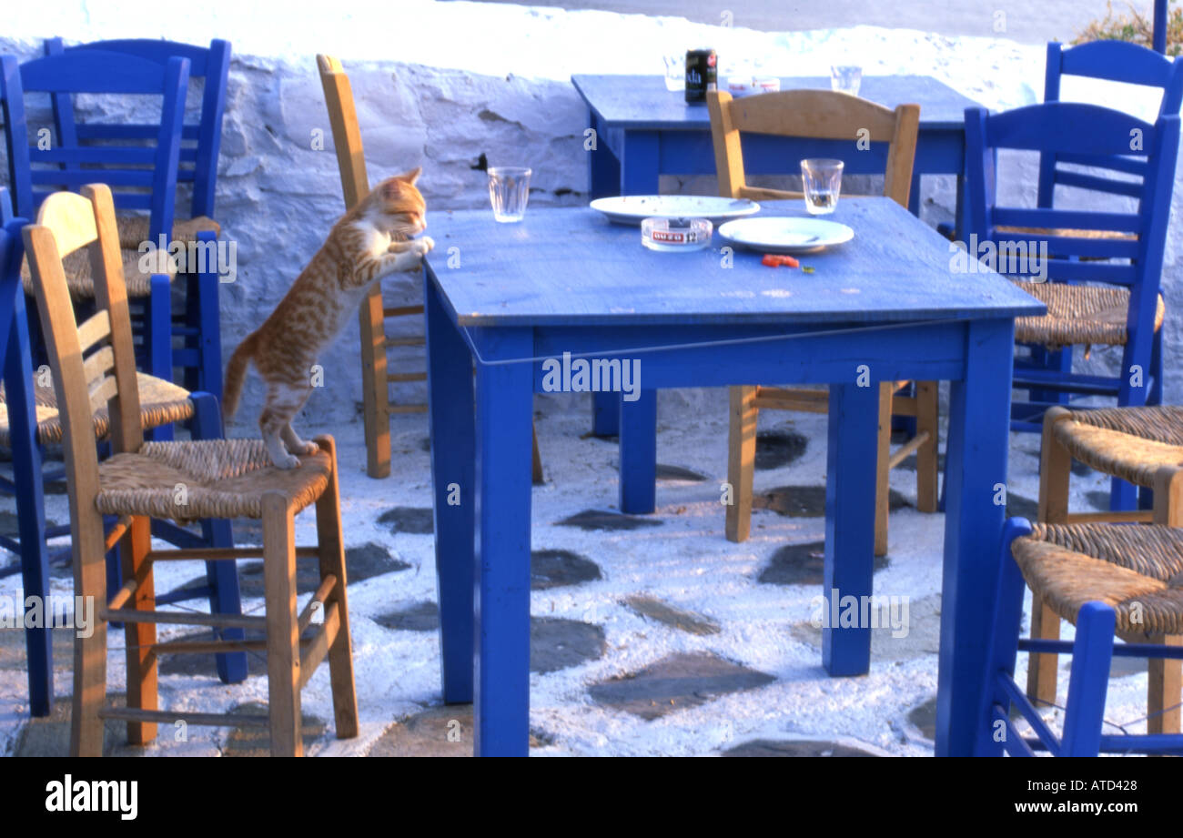 Kitten alone at taverna table number 1664 Stock Photo - Alamy