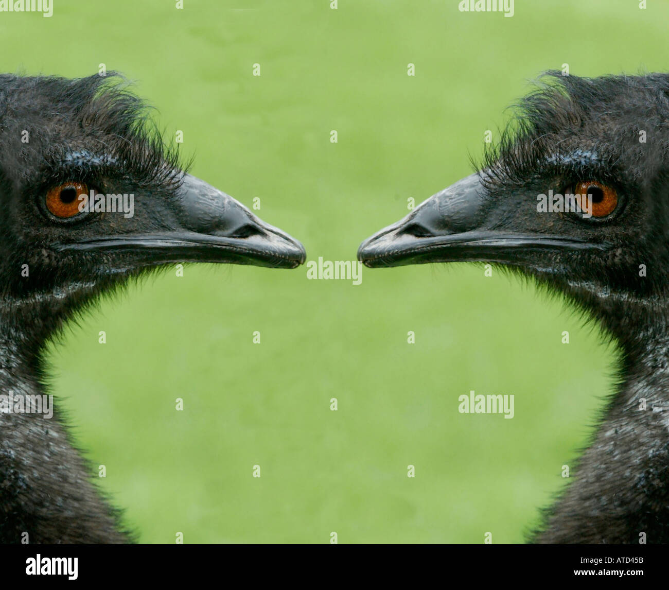 Emus Face to Face Stock Photo - Alamy