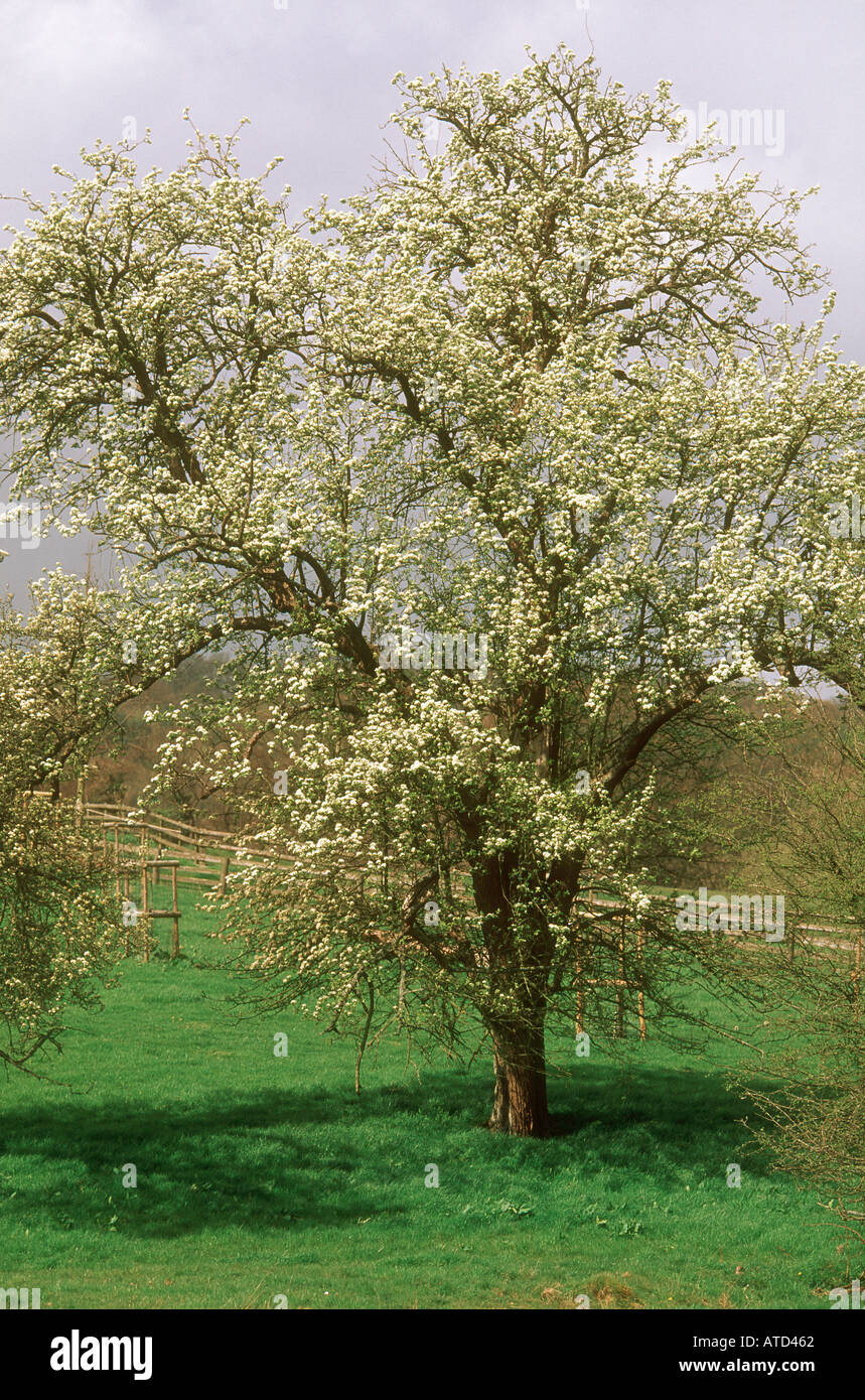 A Perry pear tree in blossom, UK Stock Photo - Alamy