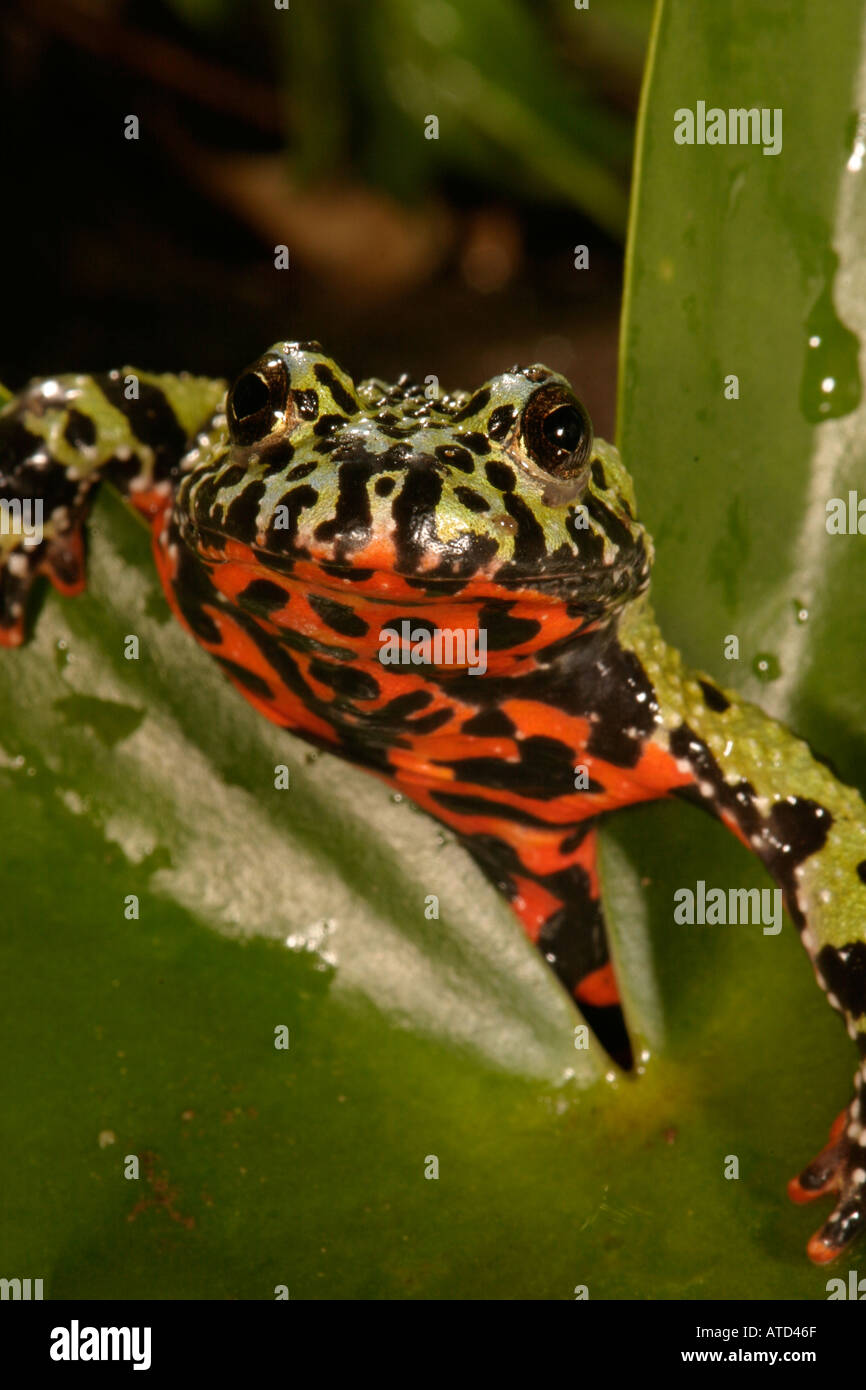 Fire Bellied Toad Stock Photo - Alamy