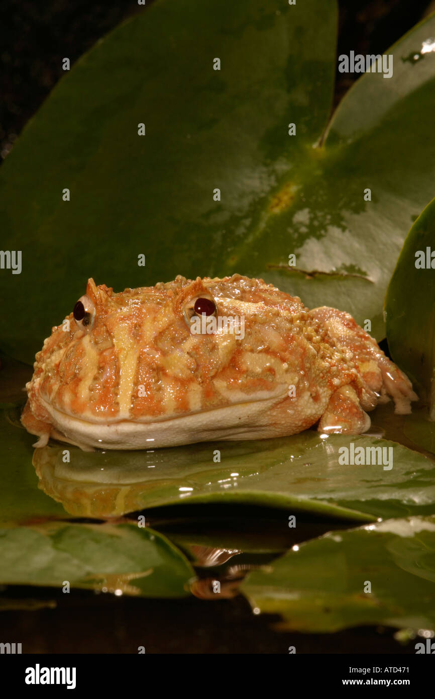 Albino Horn Frog Stock Photo - Alamy