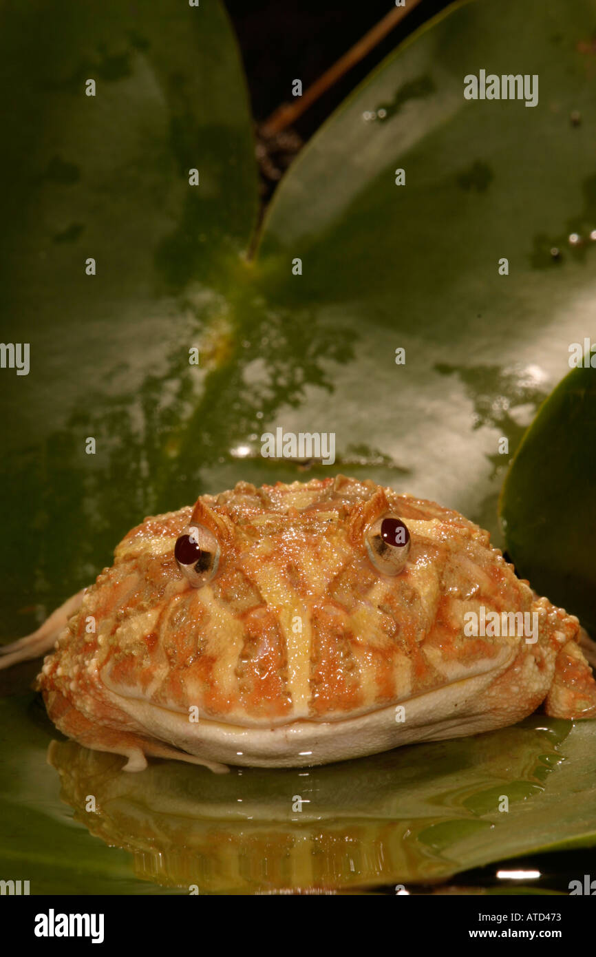 Albino Horn Frog Stock Photo - Alamy