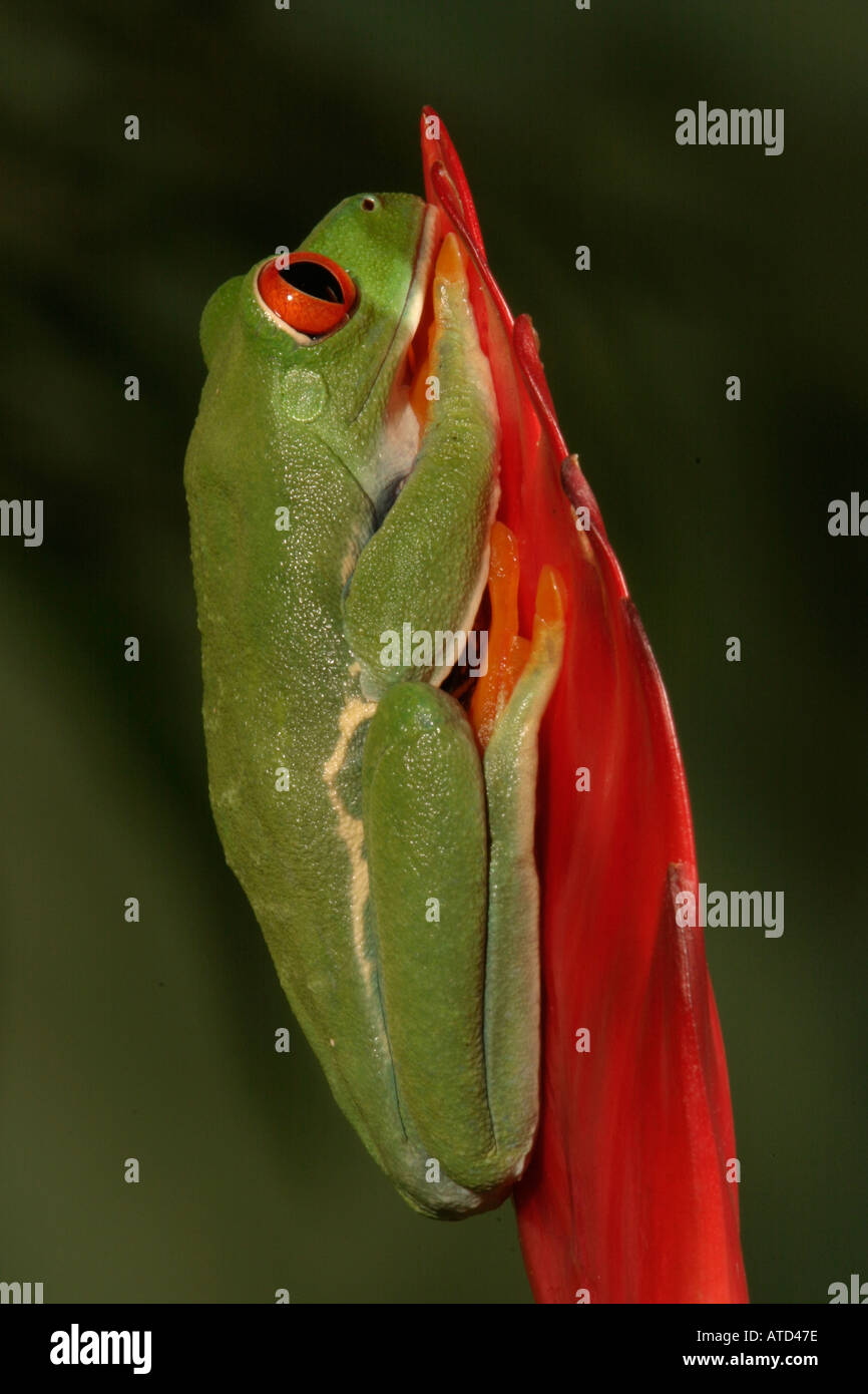 Red Eyed Tree Frog Stock Photo - Alamy