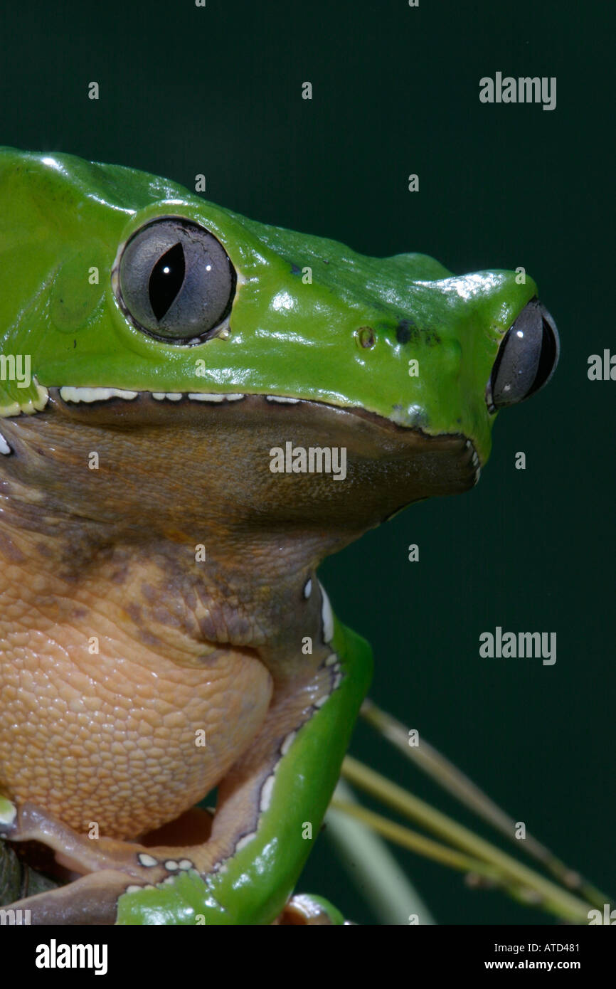 Bicolor tree frog hi-res stock photography and images - Alamy