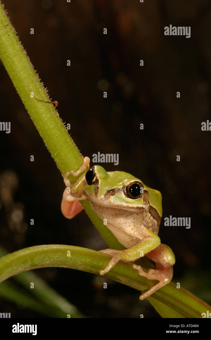 African Big Eyed Tree Frog