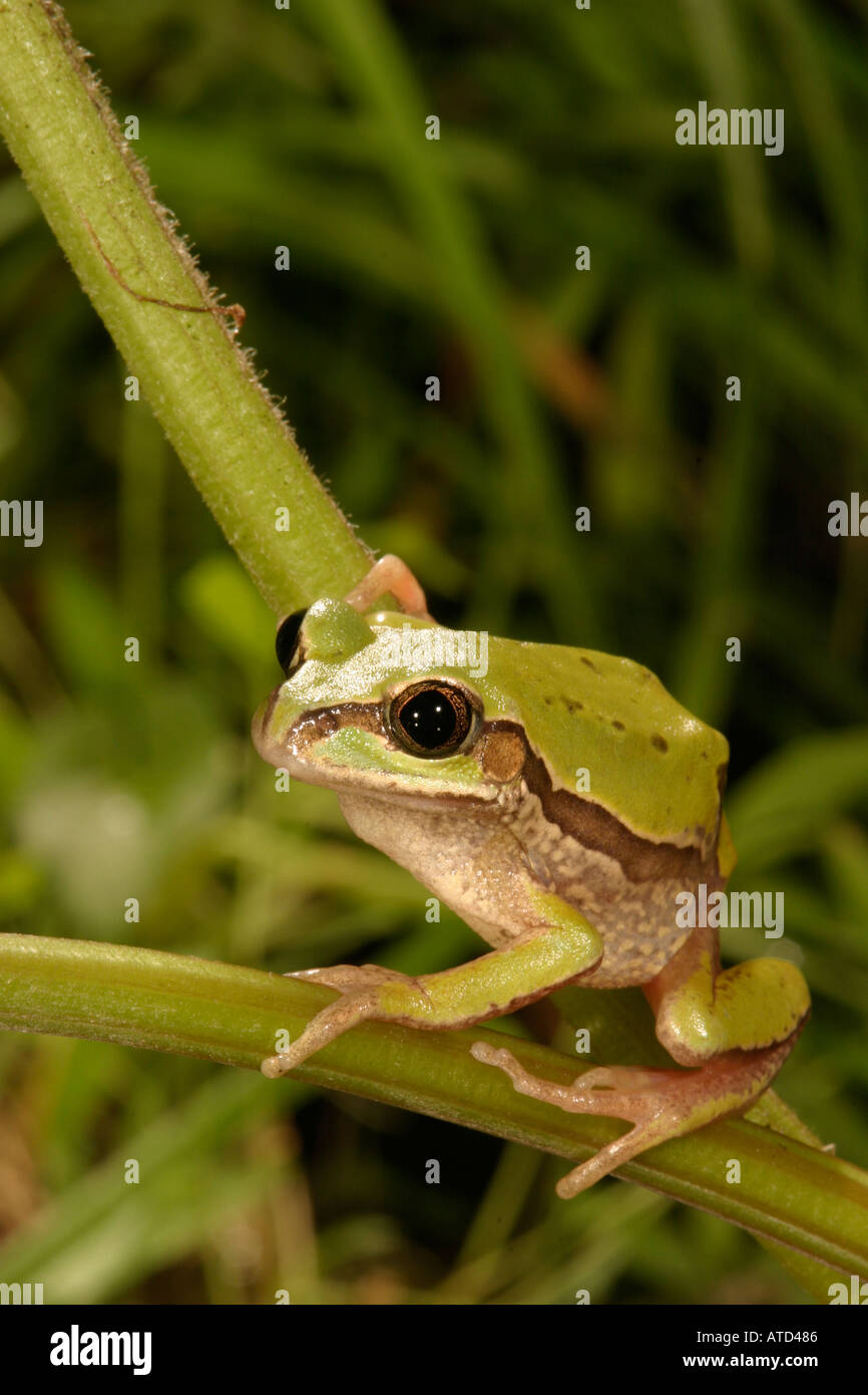 Masked Big Eyed Frog Stock Photo - Alamy