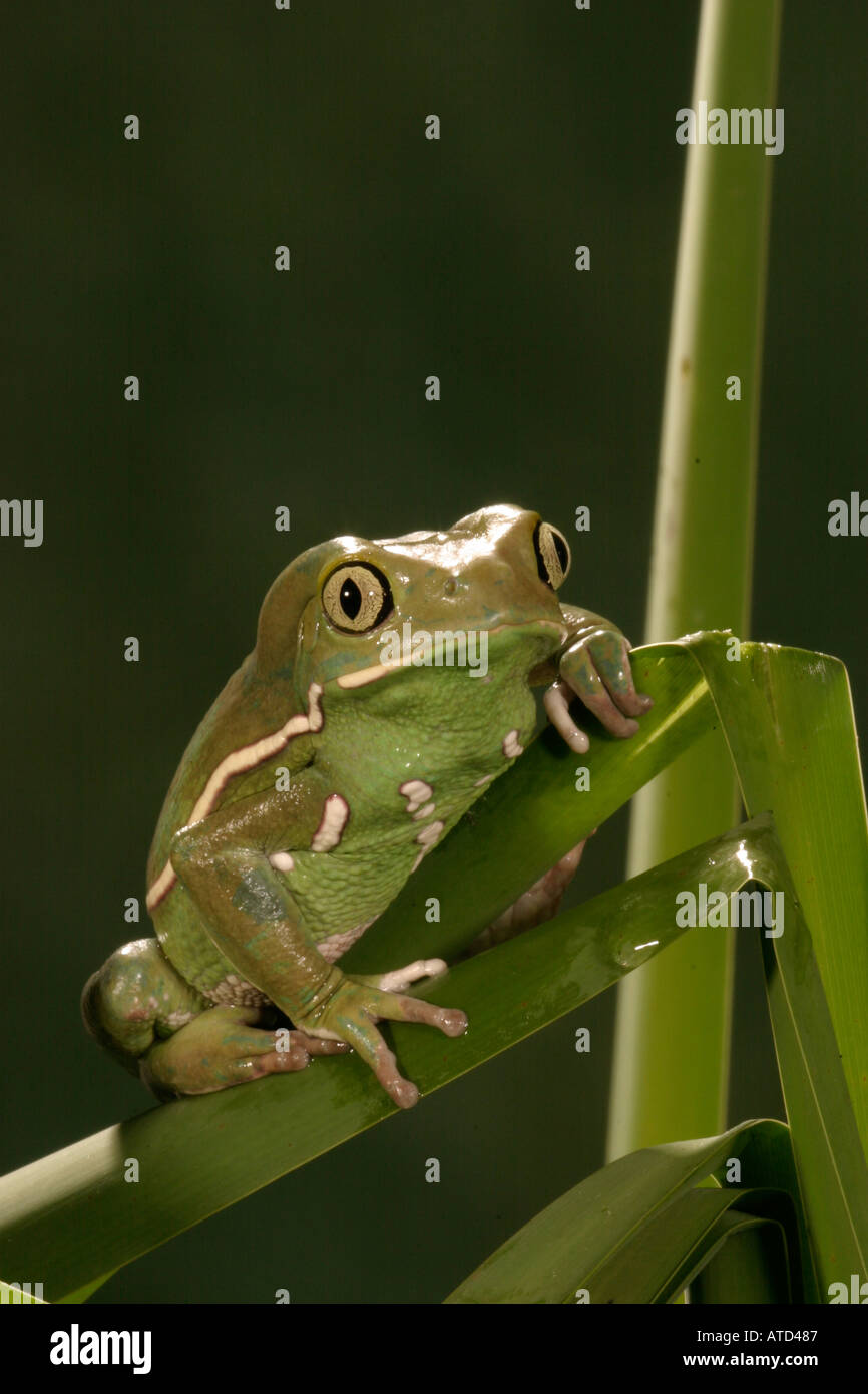 Paraguay frog hi-res stock photography and images - Alamy