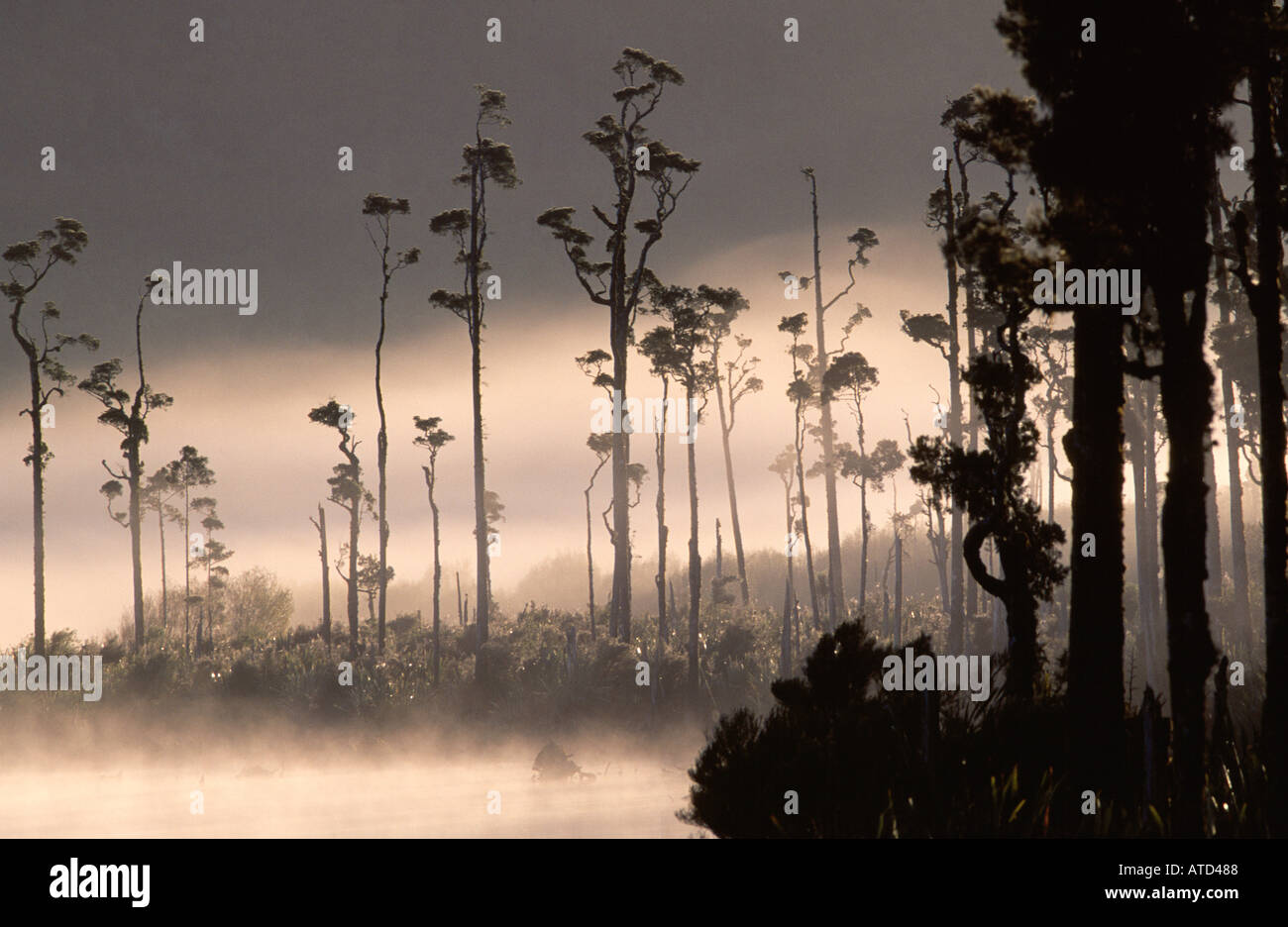 Prehistoric swamp hi-res stock photography and images - Alamy