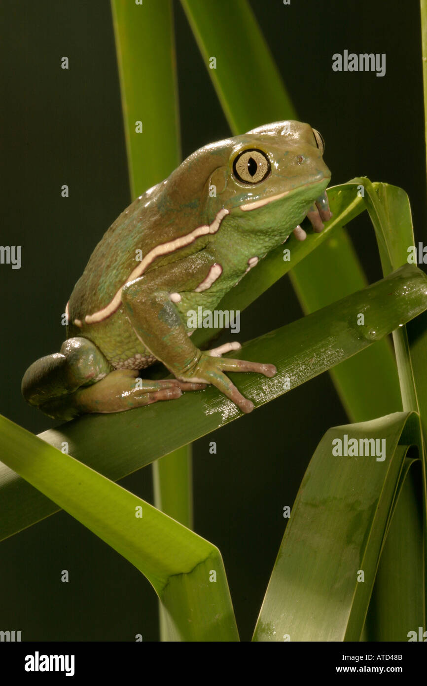 Painted Monkey Frog Stock Photo - Alamy