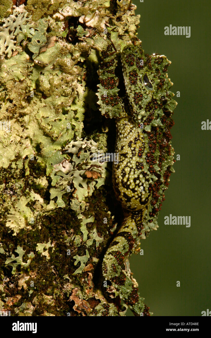 Vietnamese Mossy Tree Frog Stock Photo - Alamy