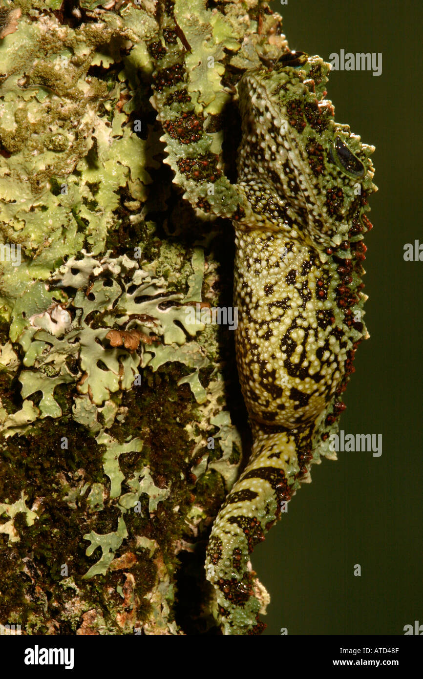 Vietnamese Mossy Tree Frog Stock Photo - Alamy