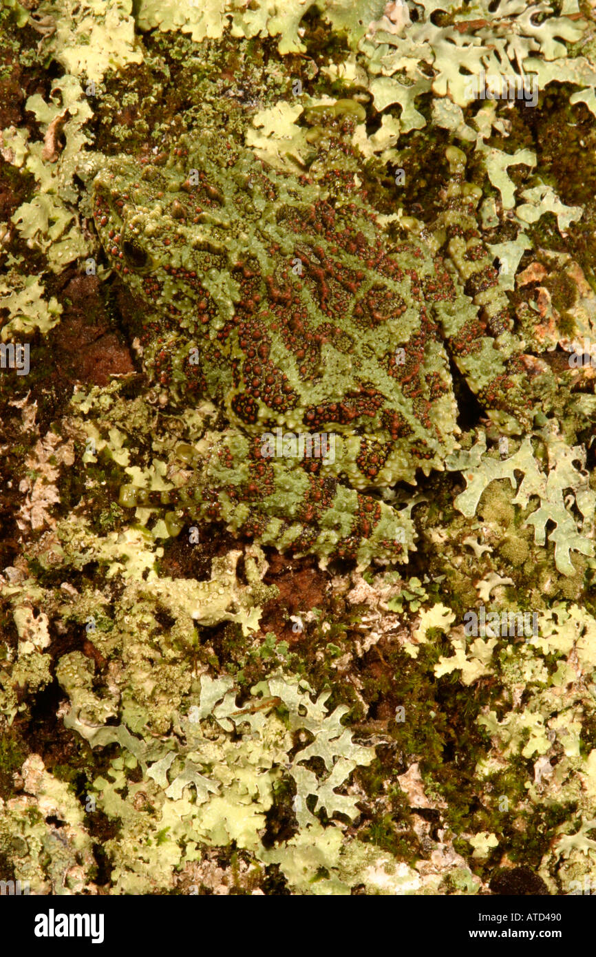 Vietnamese Mossy Tree Frog Stock Photo - Alamy