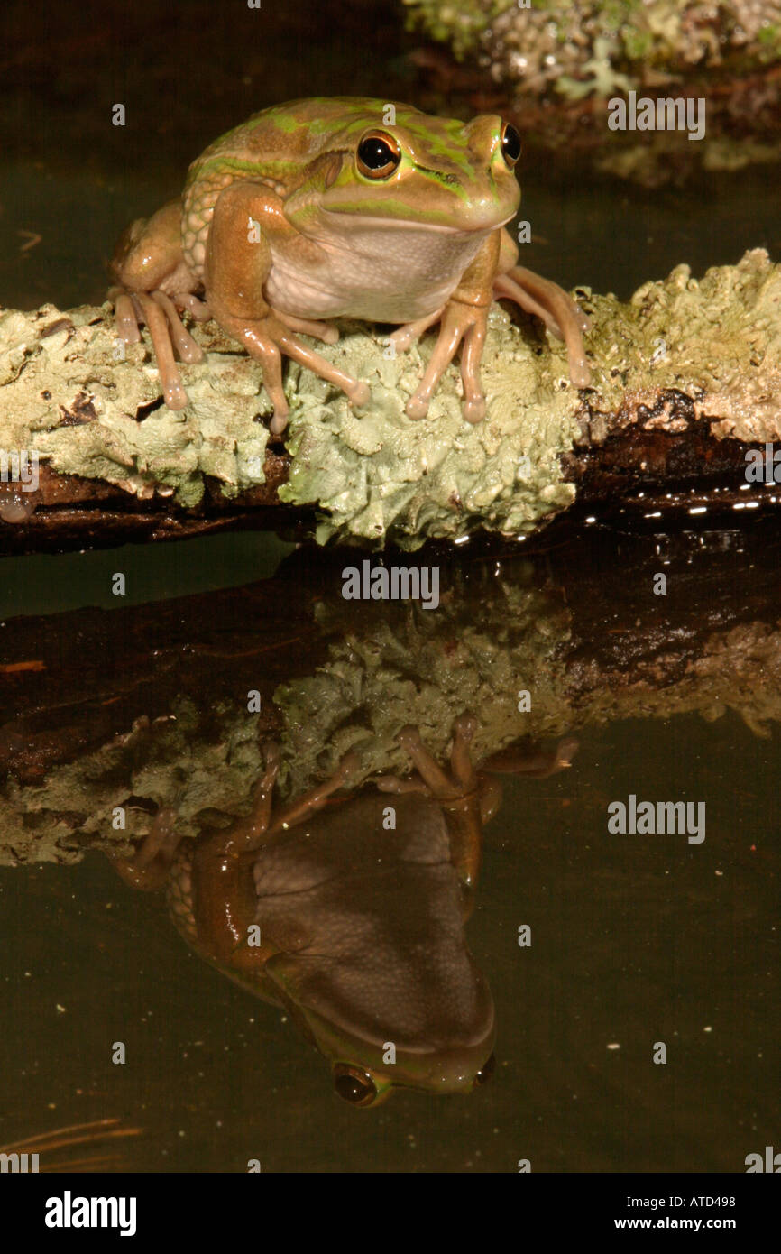 Golden Bell Frog Stock Photo - Alamy
