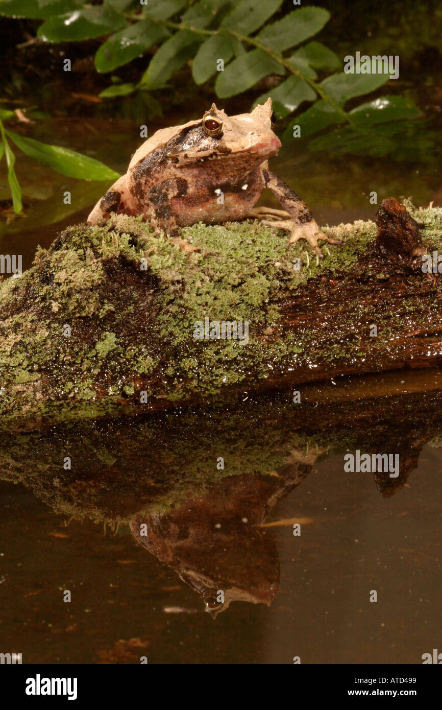 Eyelash Horn Frog Stock Photo - Alamy