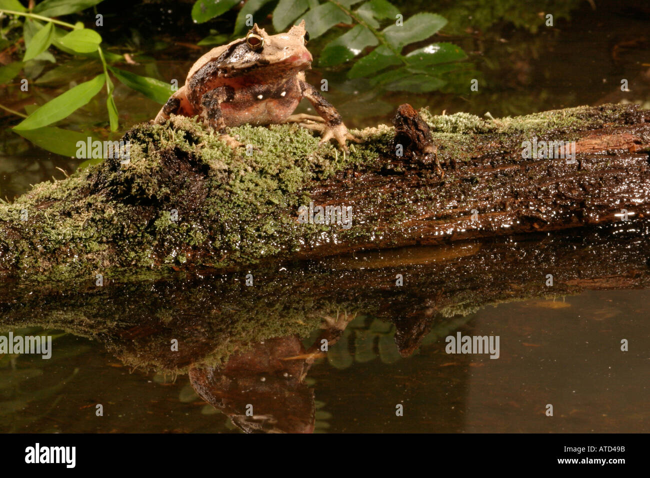 Eyelash Horn Frog Stock Photo - Alamy