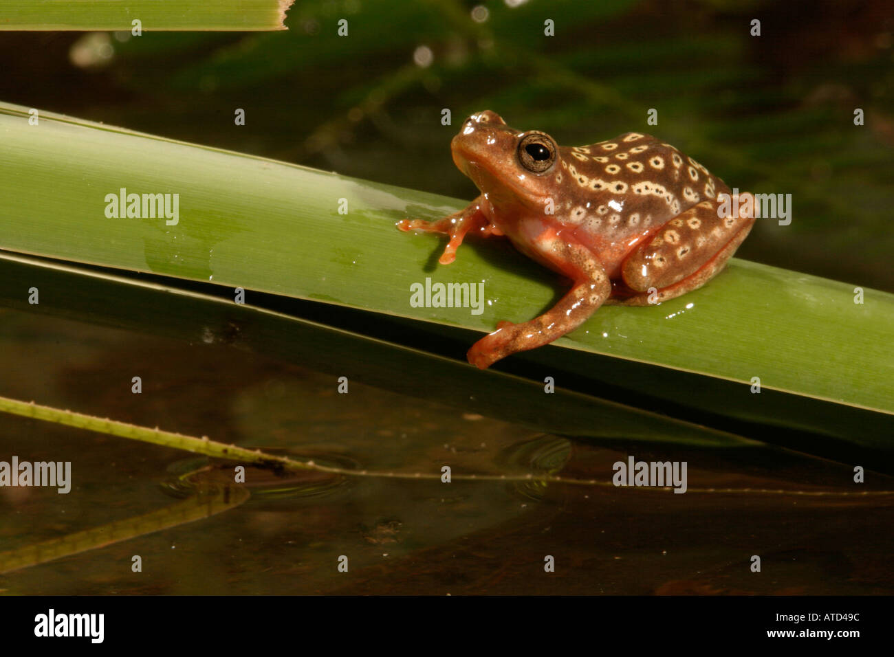 Spotted reed frog hi-res stock photography and images - Alamy