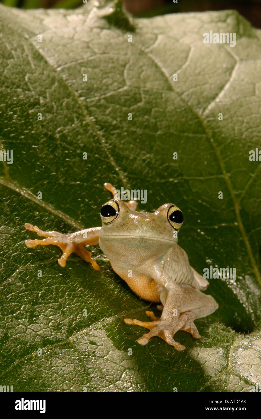 Emerald green tree frog hi-res stock photography and images - Alamy