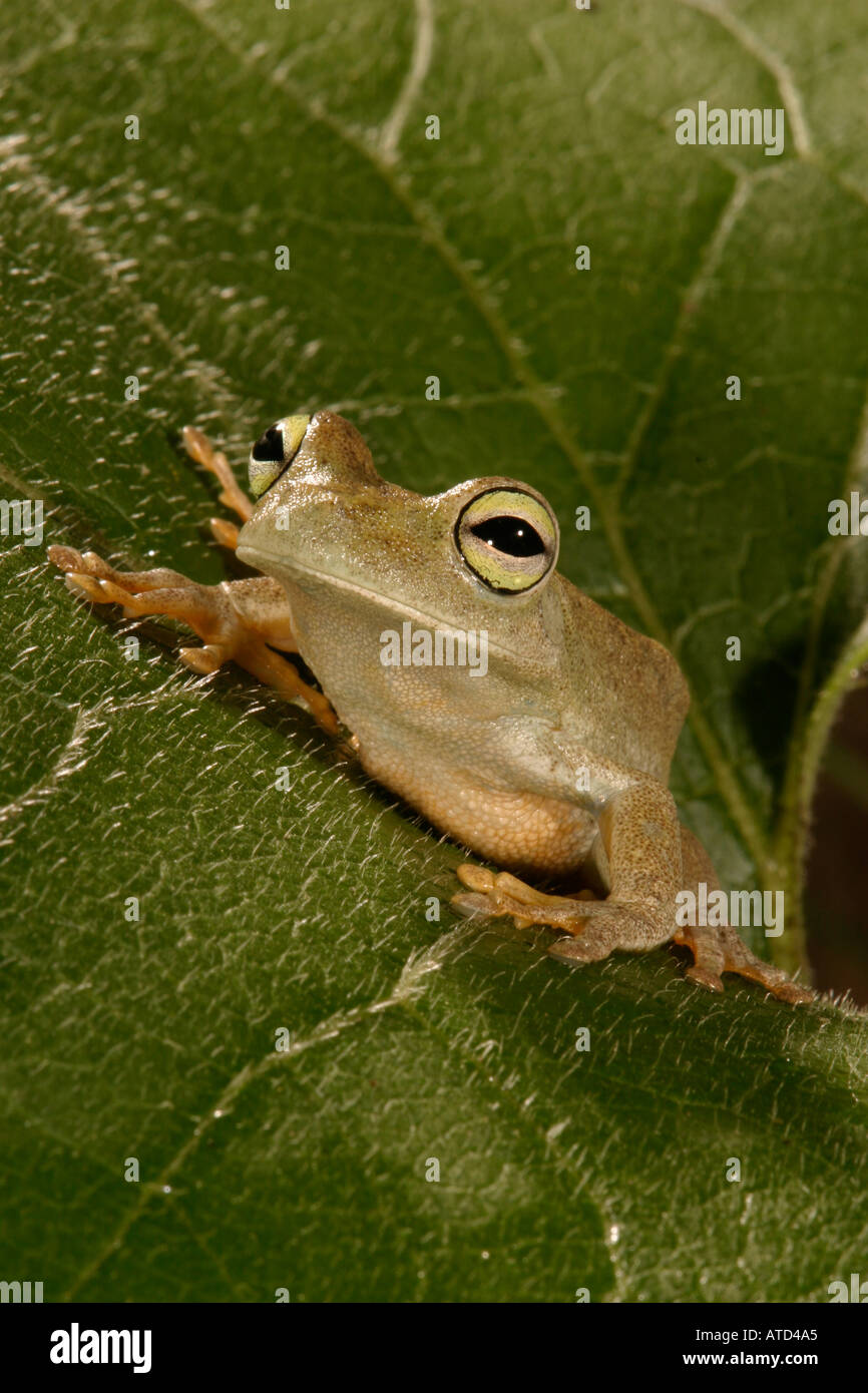 Emerald green tree frog hi-res stock photography and images - Alamy