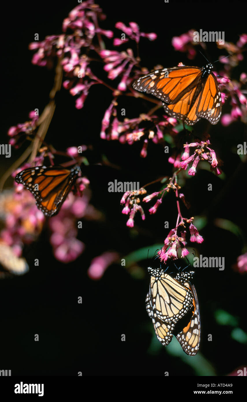 Monach butterflies hi-res stock photography and images - Alamy