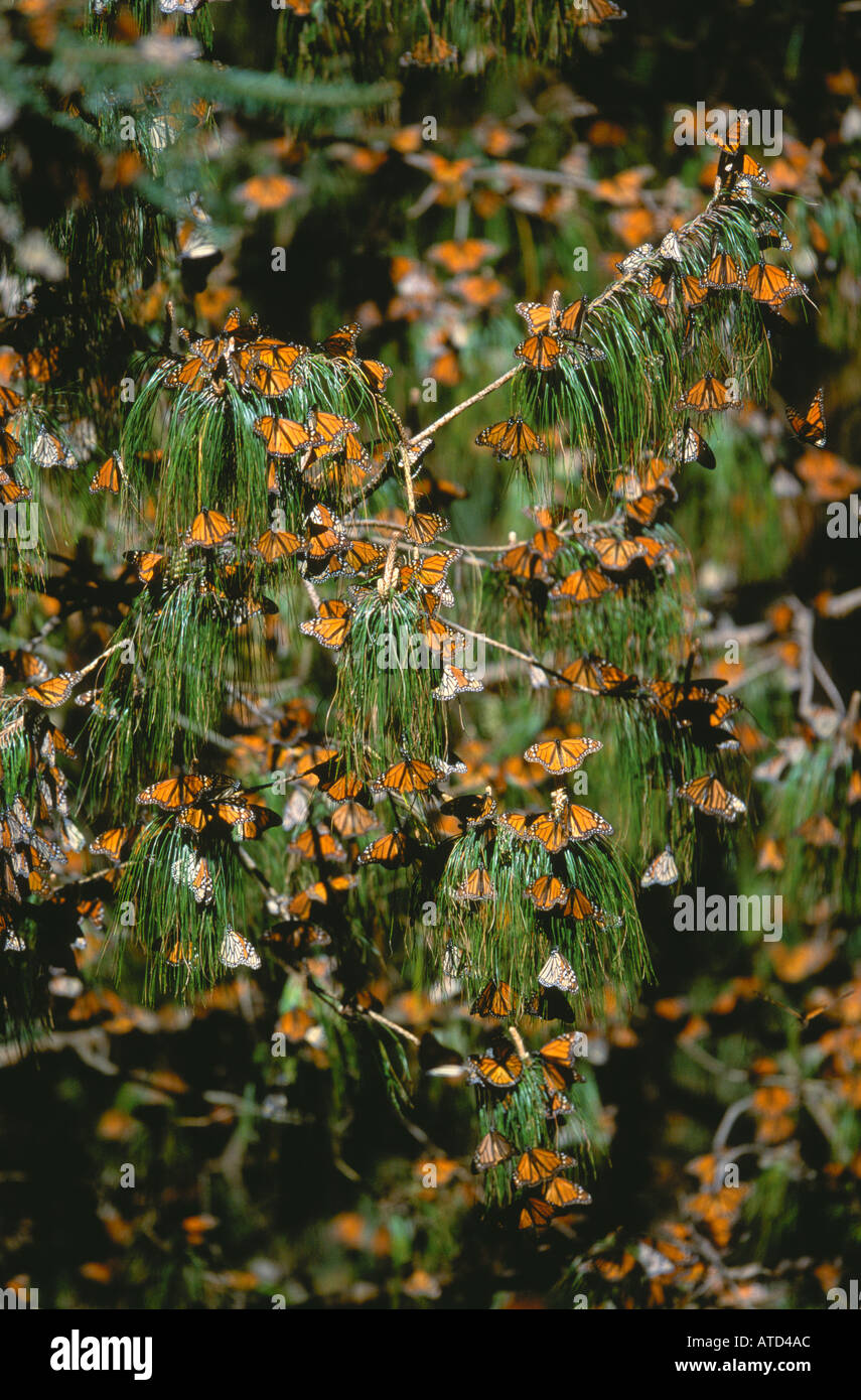 Monarch butterflies overwintering on the pine forests of Michoacan ...
