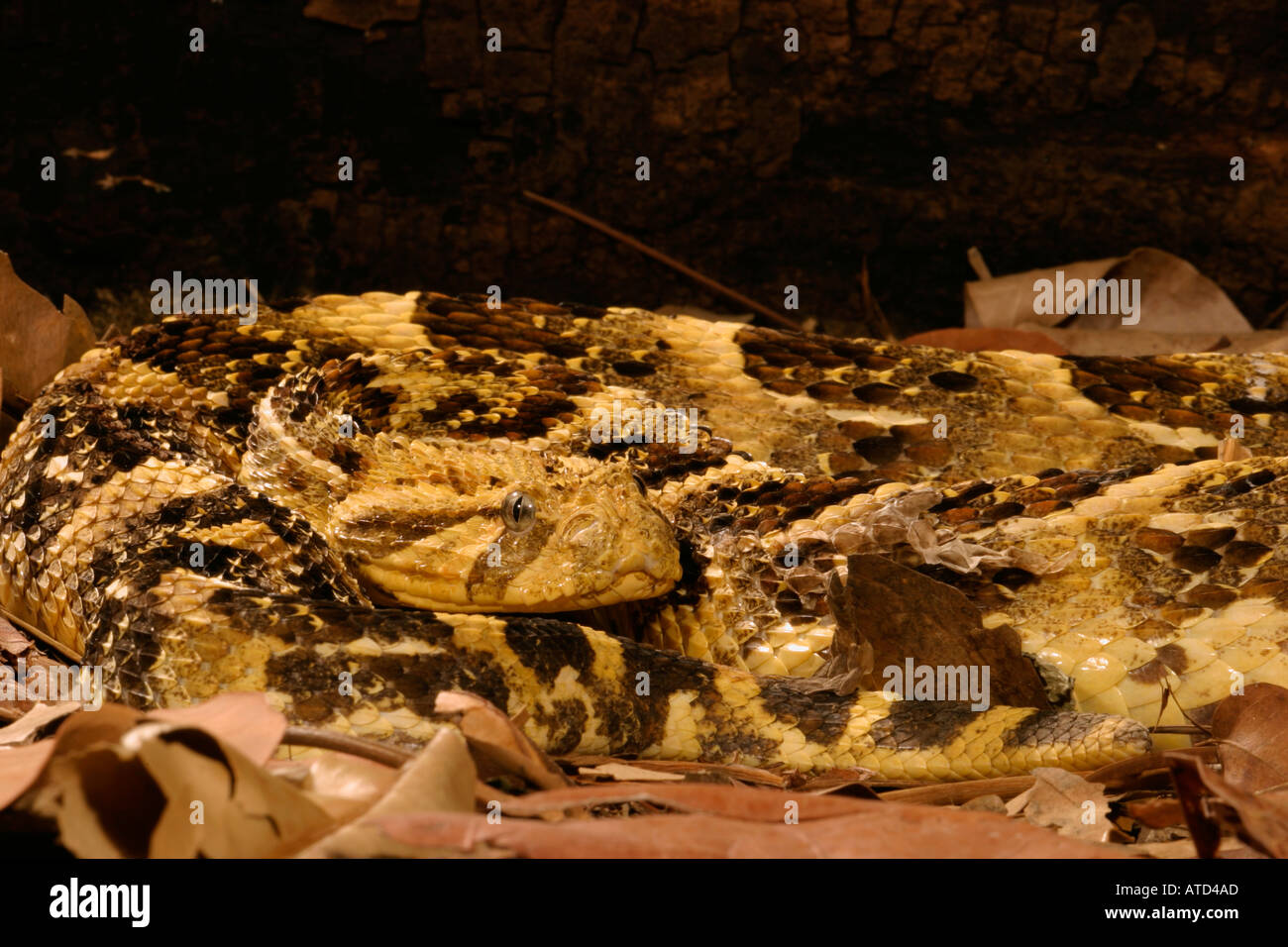 Puff Adder Snake Stock Photo - Alamy