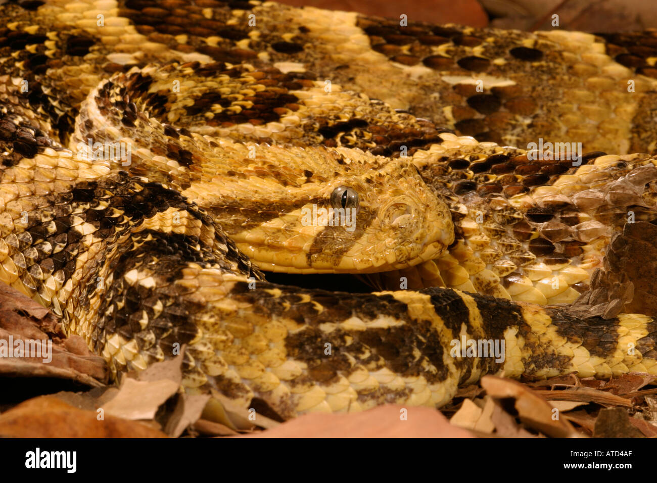 Puff Adder Snake Stock Photo - Alamy