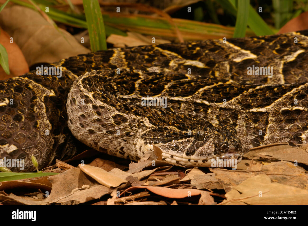 Puff Adder Snake Stock Photo - Alamy