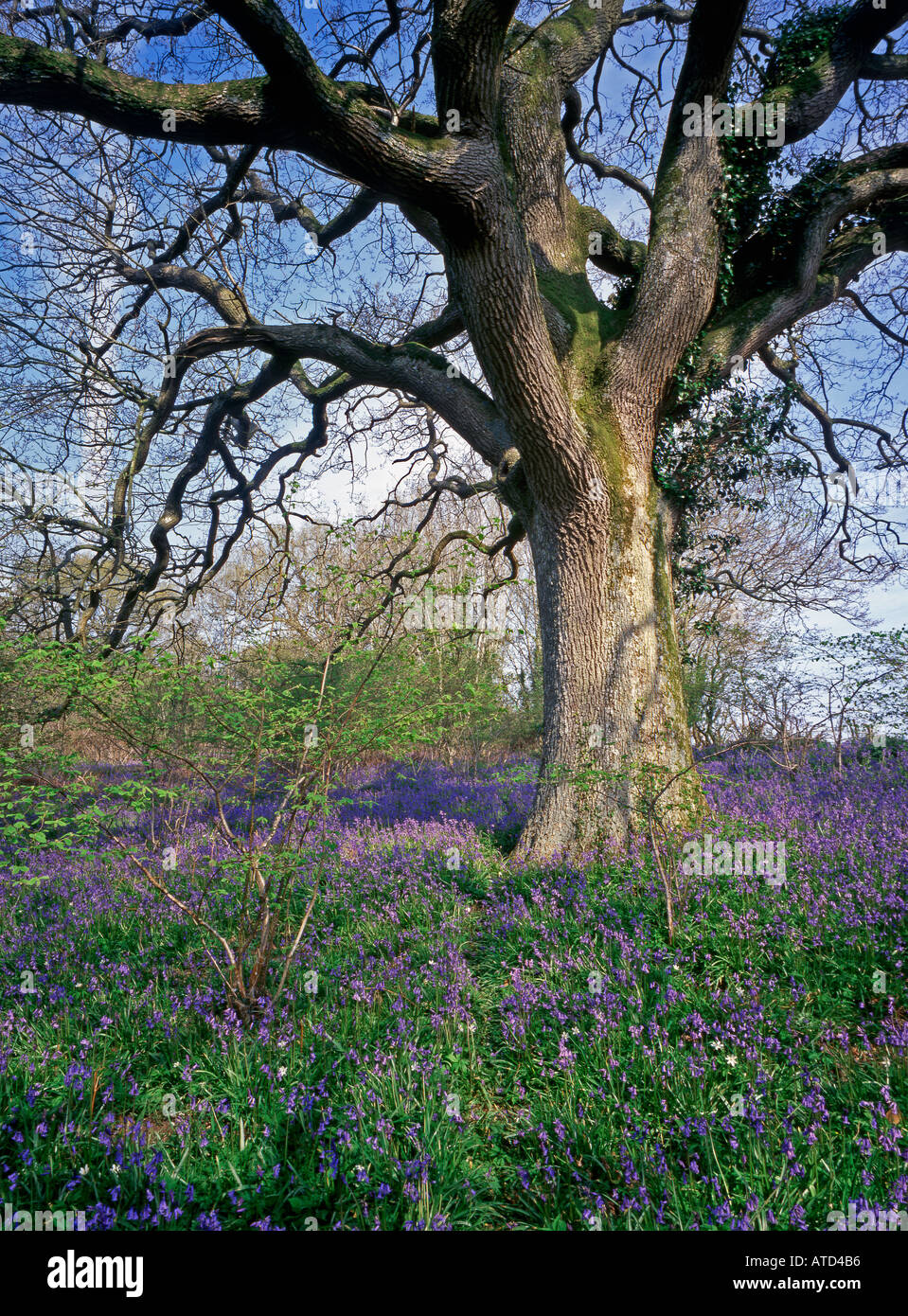 An oak tree in coppiced woodland with bluebells and other woodland ...