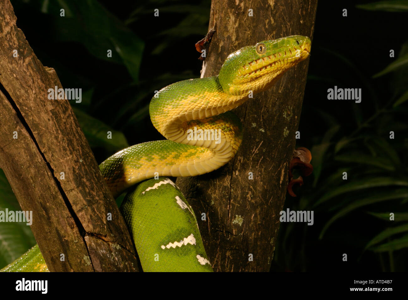 Emerald Tree Boa Stock Photo - Alamy