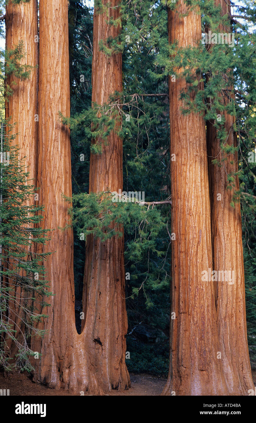Giant redwood sequoias trees in Sequoia National Park California USA ...