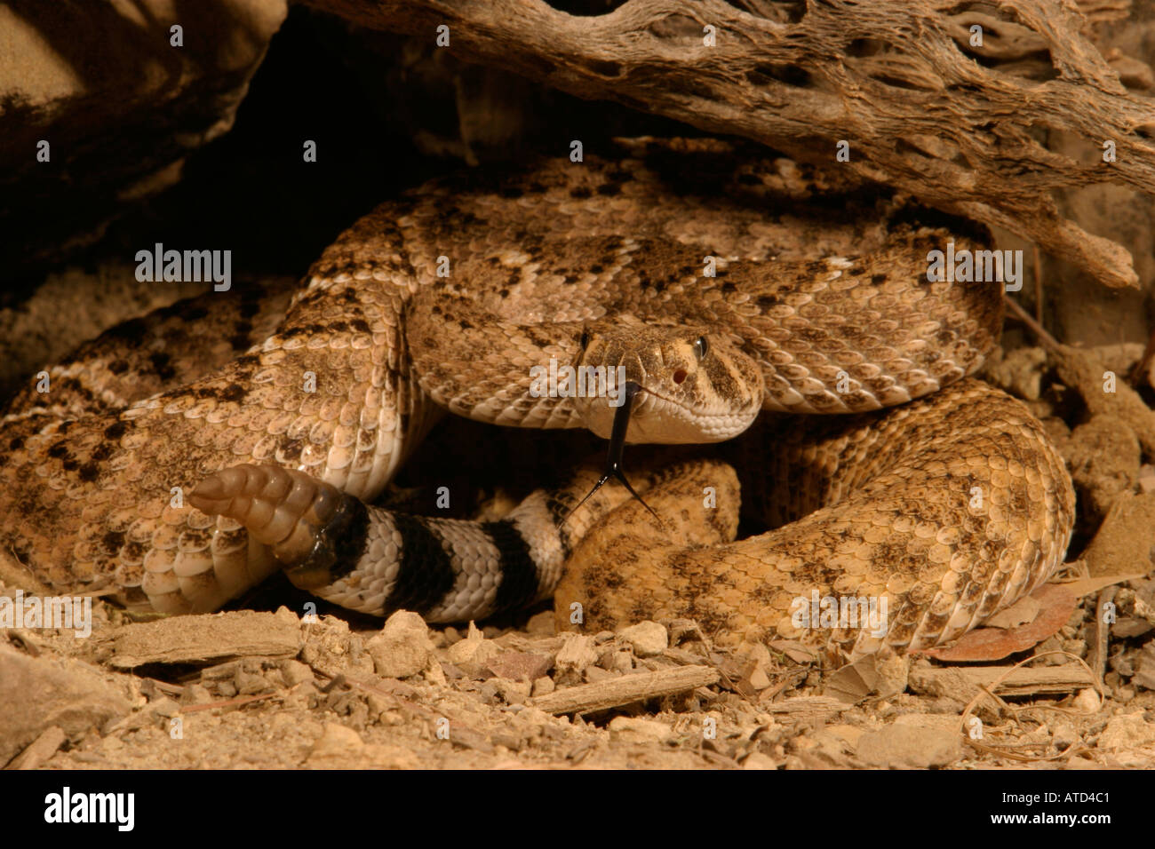 Western Diamondback Rattlesnake Stock Photo - Alamy