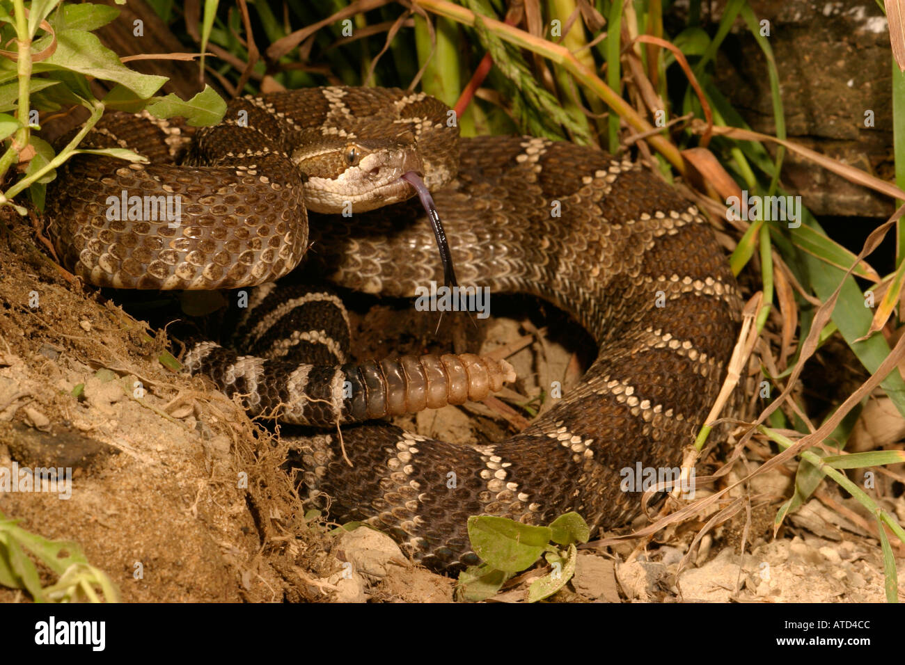 Northern Pacific Rattlesnake High Resolution Stock Photography and ...