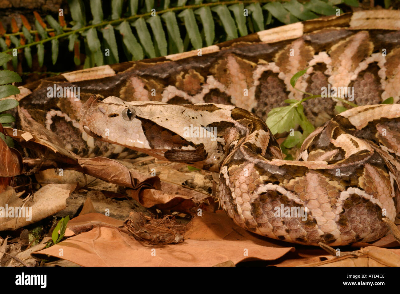 West African Gaboon Viper Stock Photo - Alamy