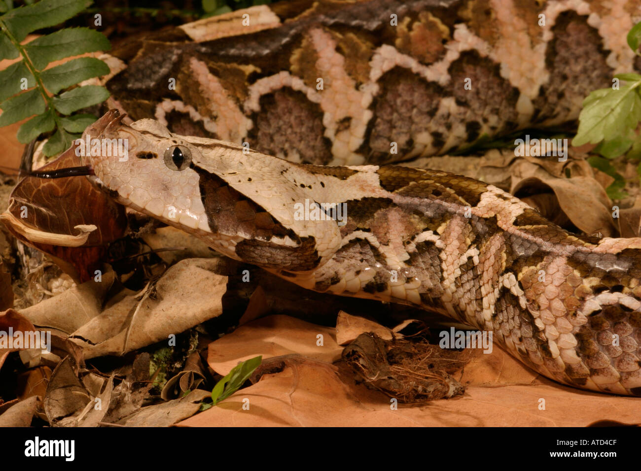 West African Gaboon Viper Stock Photo - Alamy
