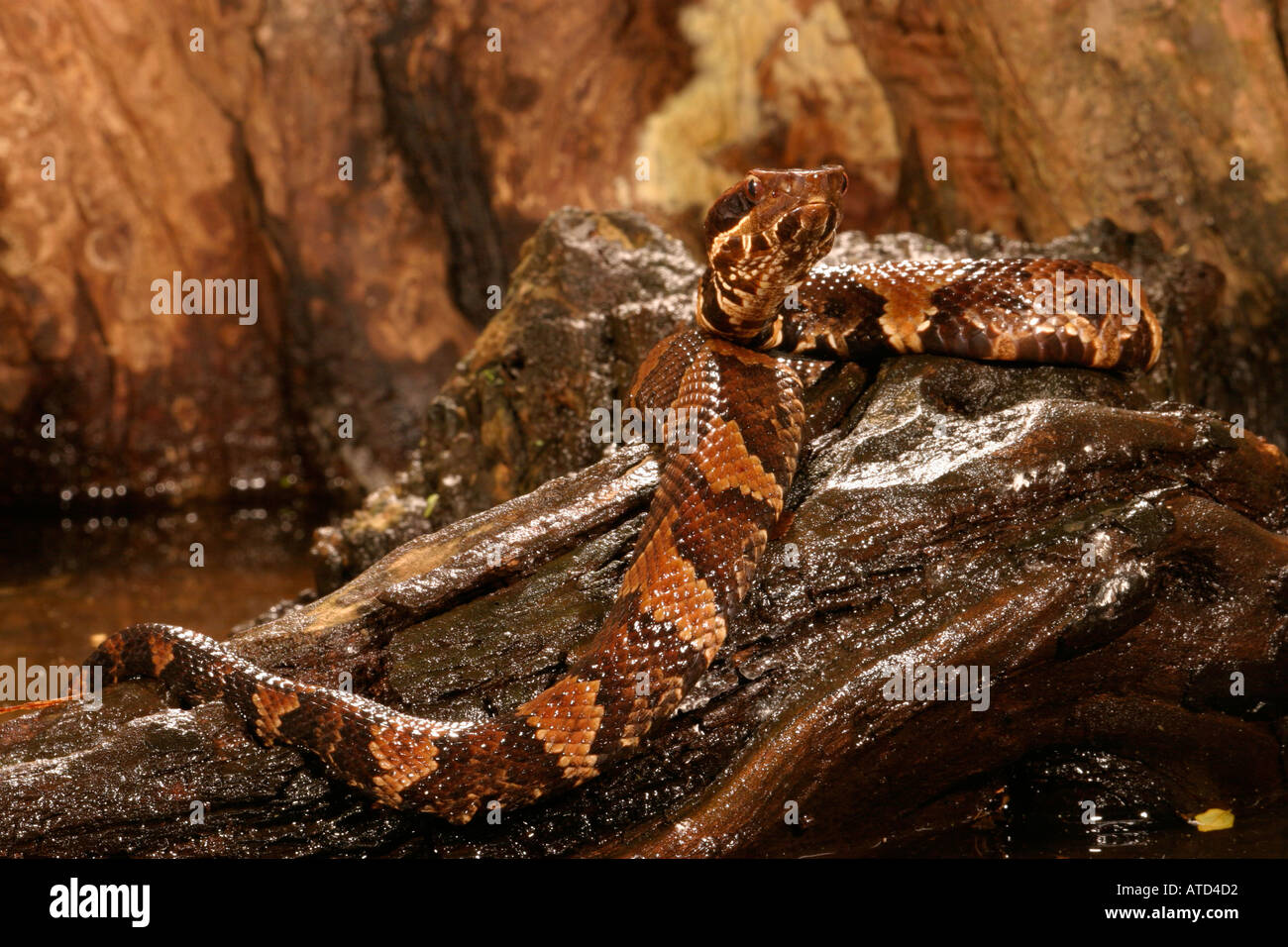 Cottonmouth snake usa hi-res stock photography and images - Alamy