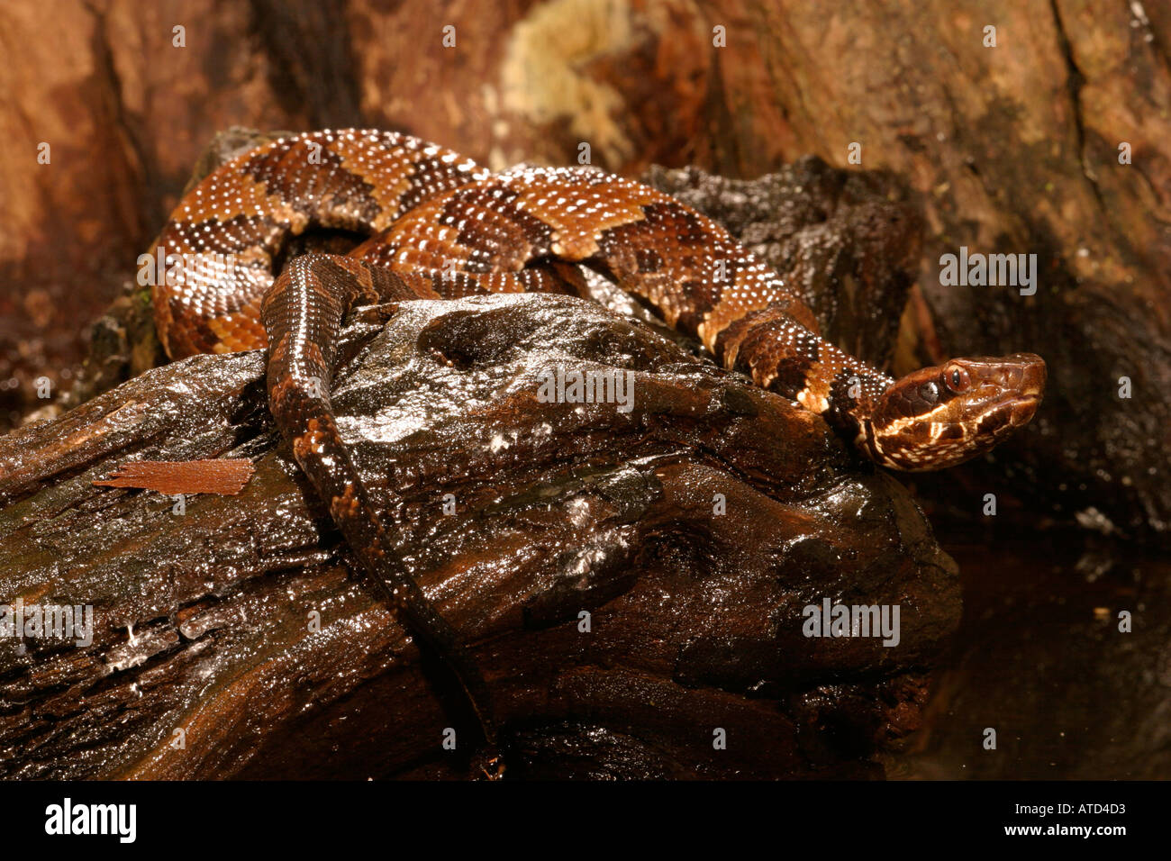 Cottonmouth snake usa hi-res stock photography and images - Alamy