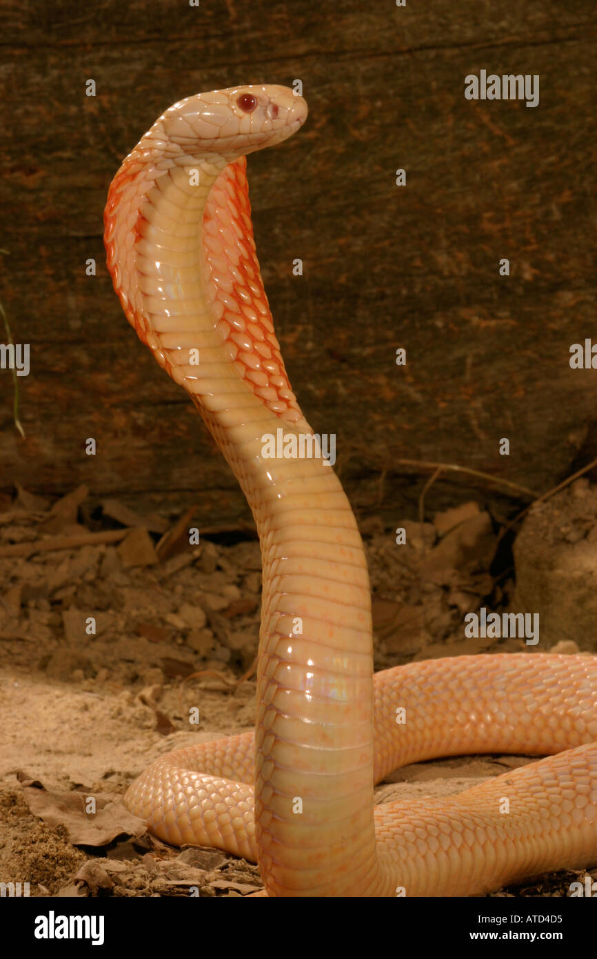 Rearing cobra hi-res stock photography and images - Alamy