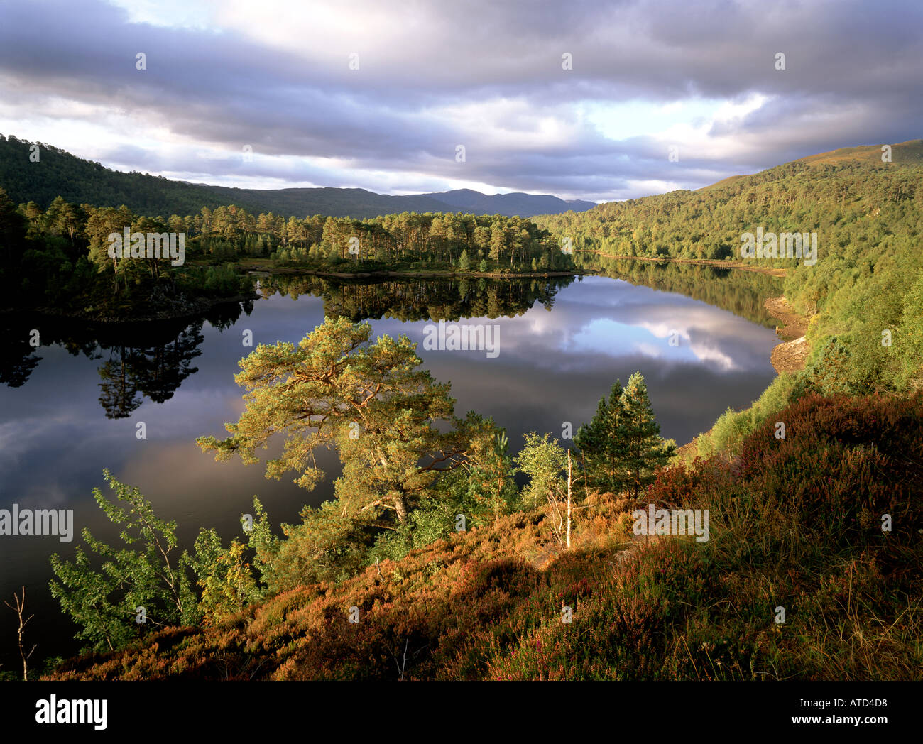 A view of Glen Affric and the scotts pine forest in early Autumn ...
