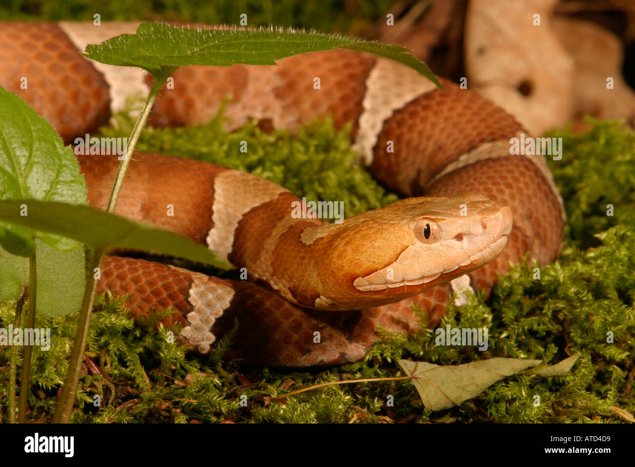 Broad Banded Copperhead Snake Stock Photo - Alamy